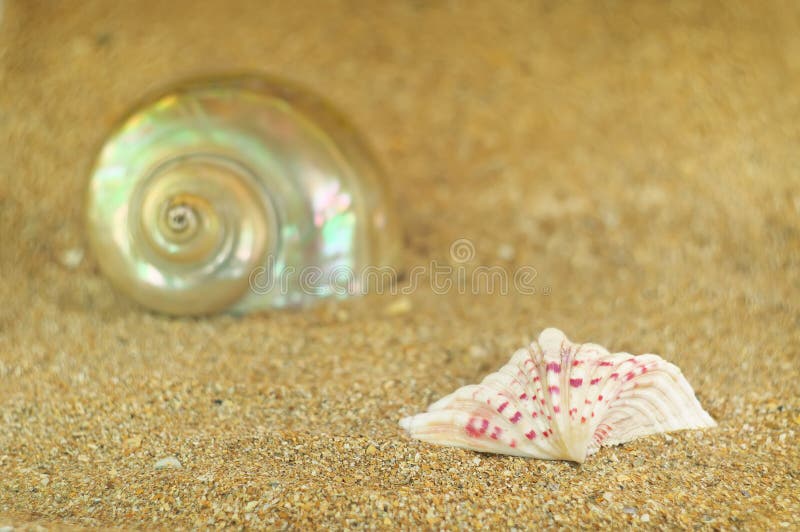 Two shells stock image. Image of nature, pearl, bright - 35672567