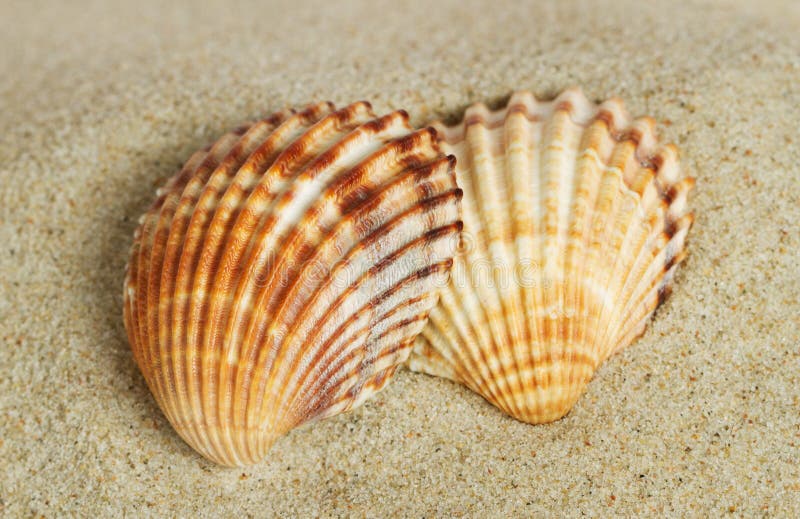 Two shells. stock image. Image of nature, gravel, coastline - 43770091
