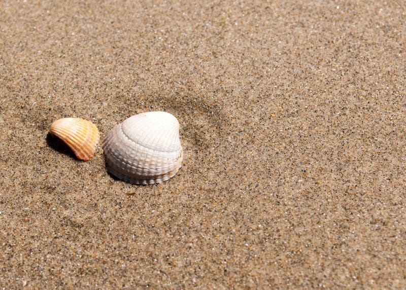 Two Shells in the Sand stock photo. Image of brown, beach - 71229276
