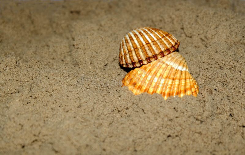 Two shells on sand stock photo. Image of cerastoderma - 102684296