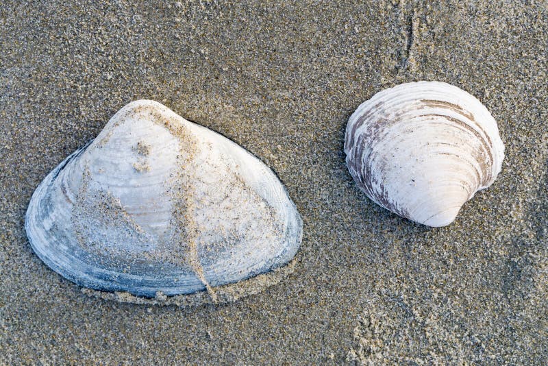 Two Shells stock photo. Image of alive, double, nature - 67655824