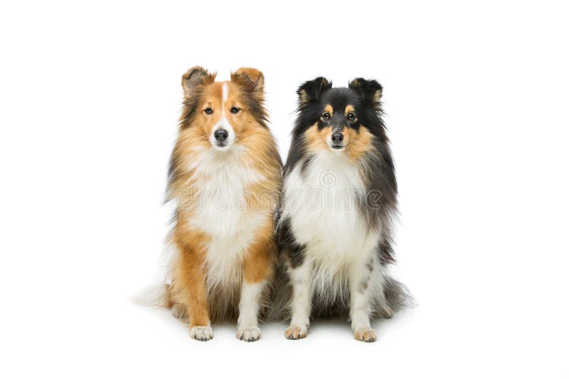 Big, Bigger, Biggest of Small Shelties Stock Photo - Image of grass ...