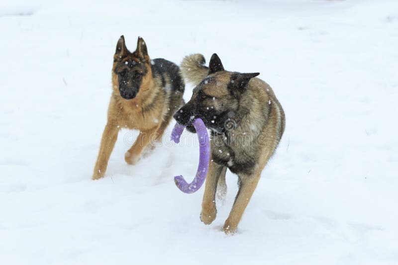 Two shepherds play stock photo. Image of carry, white - 64666326