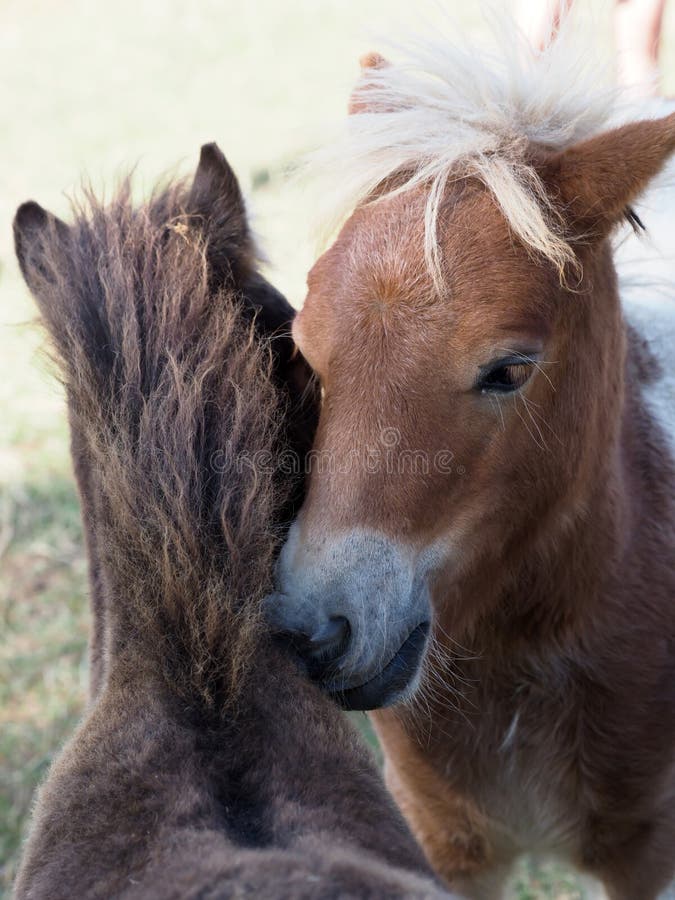 Two Shetland Pony Foals stock image. Image of foal, baby - 155500655
