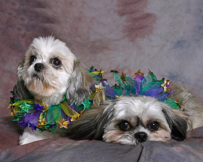 Two Shi Tzu Dogs stock photo. Image of cute, canine, animal - 56094
