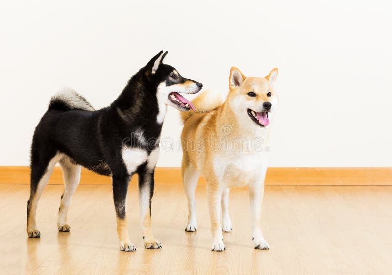 Shiba inu dog and puppy stock photo. Image of obedient - 30968466