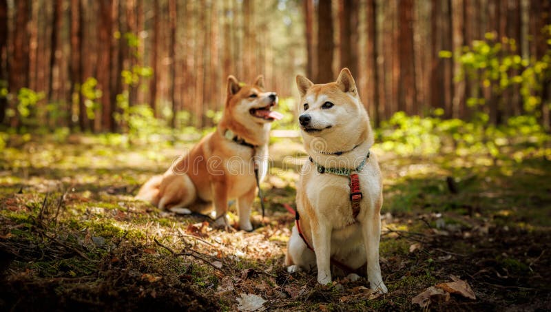 Two Shiba Inu Dogs in a Sun-dappled Forest Stock Image - Image of ...