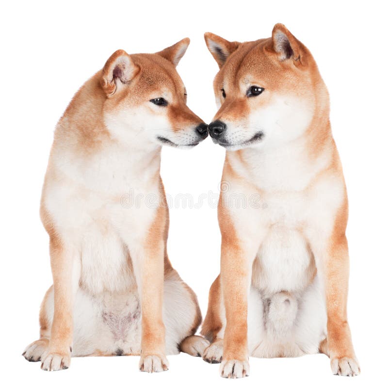 Two Shiba Inu Dogs Touch Noses Stock Image - Image of japanese, breed ...
