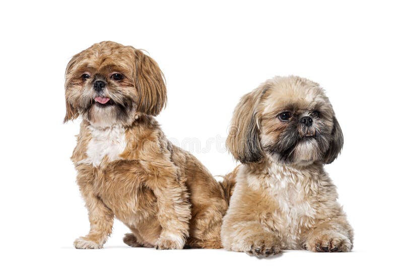 Two Shih Tsu Sitting Together, Isolated on White Stock Image - Image of ...