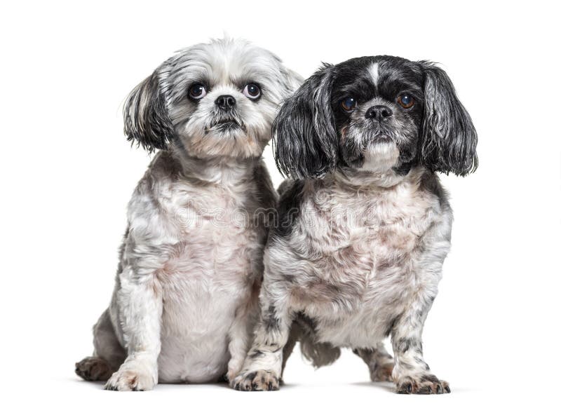 Two Shih Tzu Dogs in a Row, Isolated Stock Image - Image of canine ...