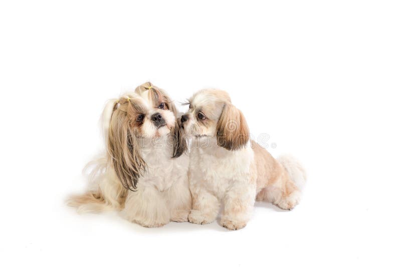 Two Shih-tzu Mom and Her Puppy Playing Stock Photo - Image of tzus ...