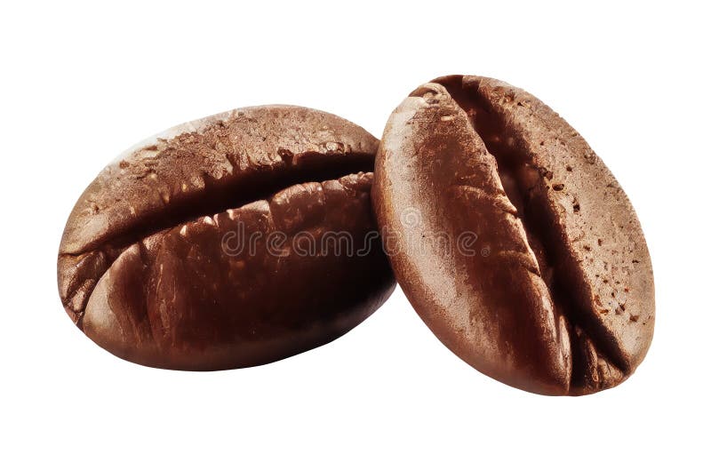 Two Shiny Fresh Roasted Coffee Beans Isolated on White Stock Image ...