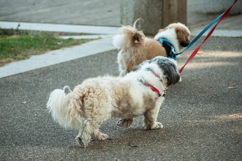 Two Shitsu Dog Walking in Urban Park Stock Image - Image of beautiful ...