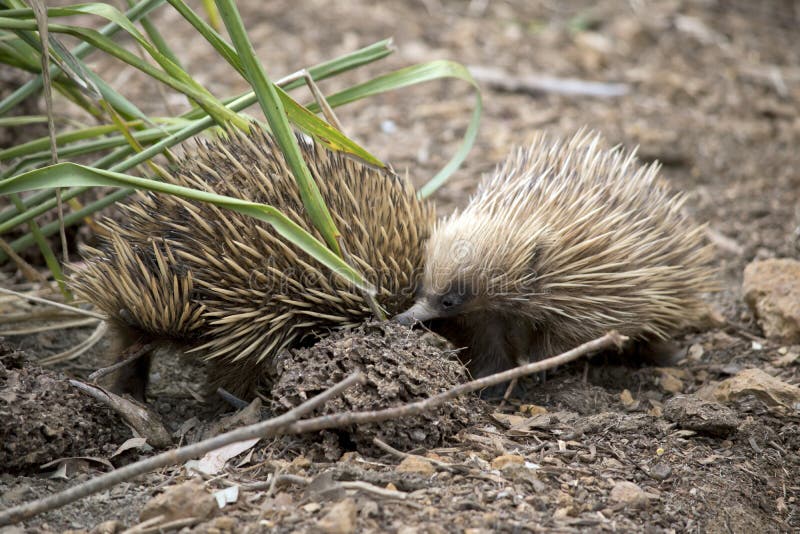 Echidna Eating