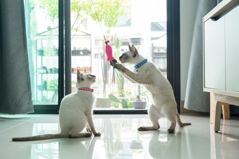 Two Siamese Cat Playing with a Cat S Toy. Stock Image - Image of asia ...