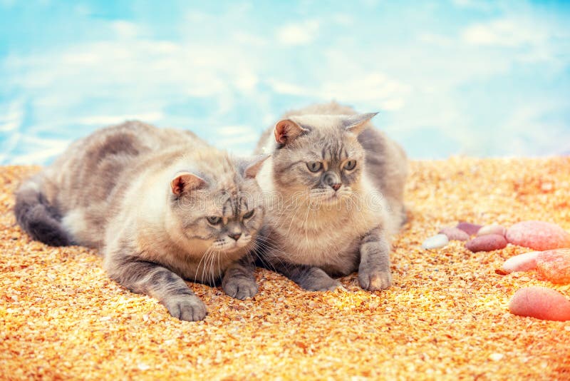 Two Siamese Cats on the Beach Stock Photo - Image of summer, purebred ...