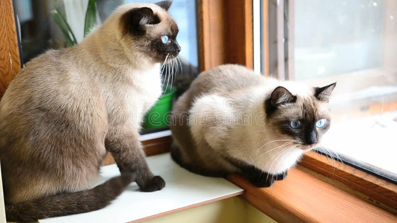 Curious Siamese Cat Exploring Sunlit Balcony with Panoramic Window View ...