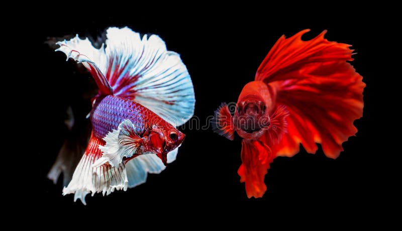 Two Siamese Fighting Fish on Black Background Stock Photo - Image of ...