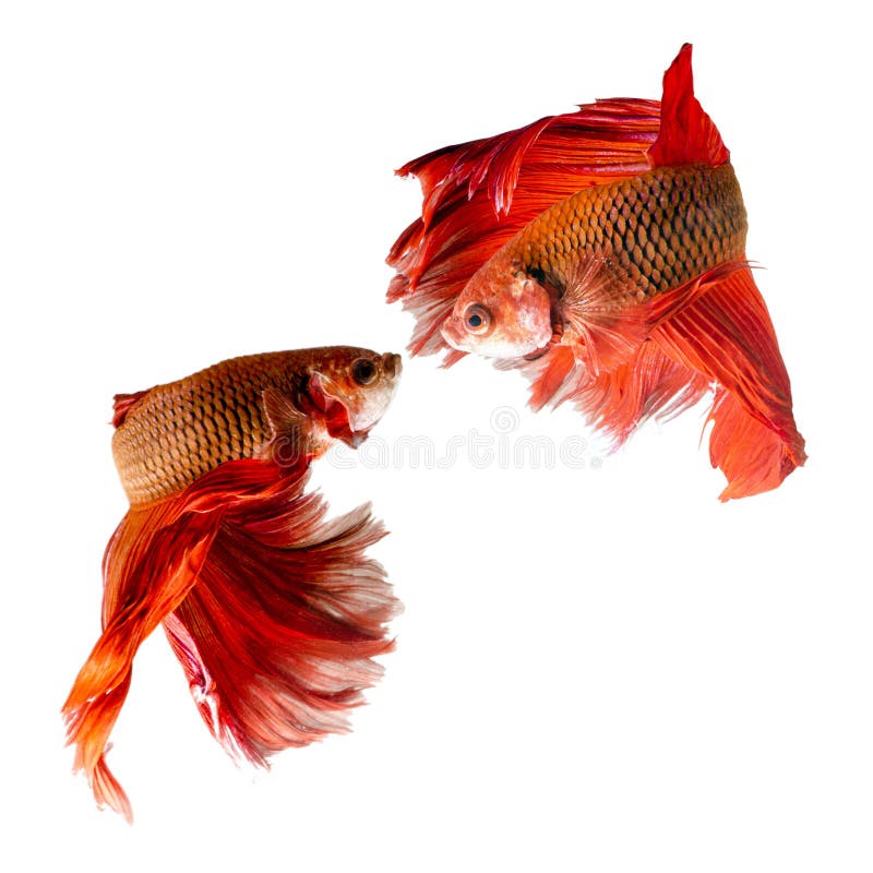 Two siamese fighting fish stock photo. Image of domination - 42102996