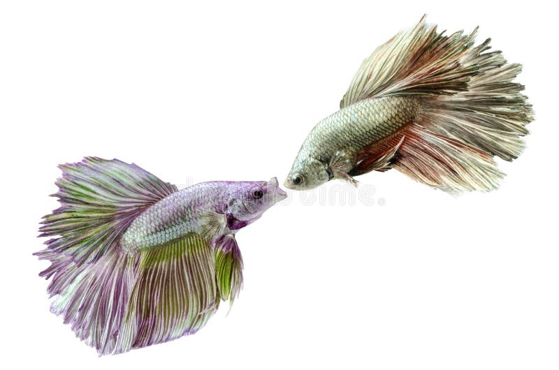 Two siamese fighting fish stock photo. Image of conflict - 42102998