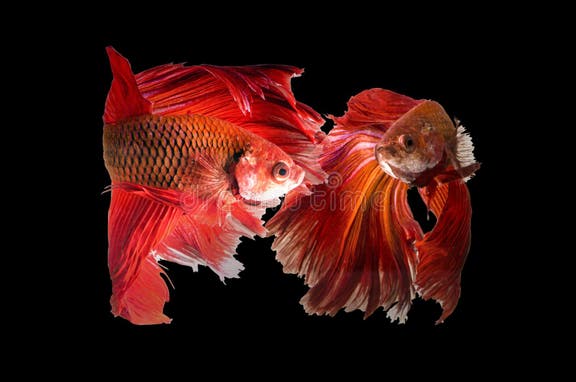 Two siamese fighting fish stock photo. Image of freshwater - 42102814