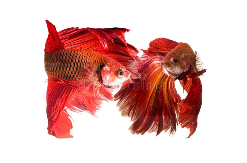 Two Siamese Fighting Fish Isolated on White Stock Photo - Image of ...