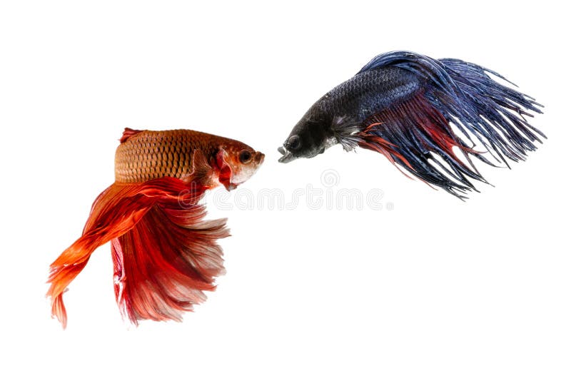 Two Siamese Fighting Fishes Isolated on White Background Stock Photo ...