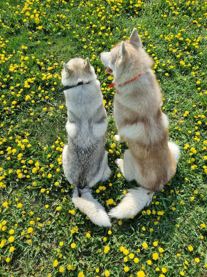 Two Siberian Huskies - Fox and Wolf Stock Image - Image of wolf, autumn ...