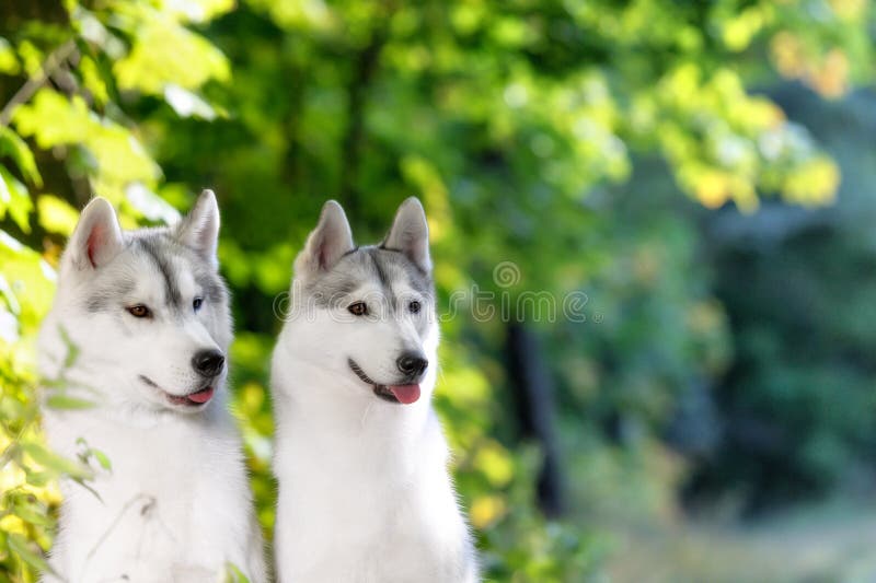 Two Siberian Huskies stock photo. Image of sled, fall - 60825596