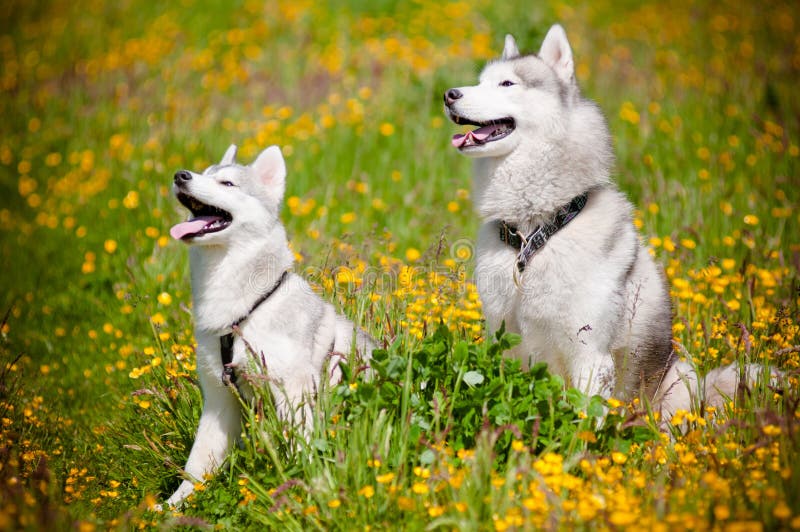 Two Siberian Huskies Portrait Outdoors Stock Image - Image of breed ...