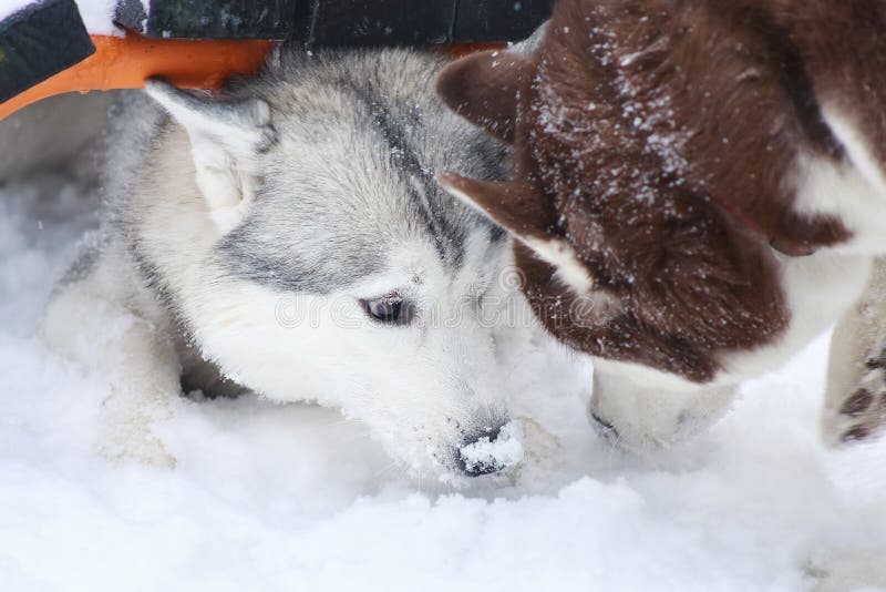Two Siberian Husky, One Hiding Stock Image - Image of pretty, pedigree ...
