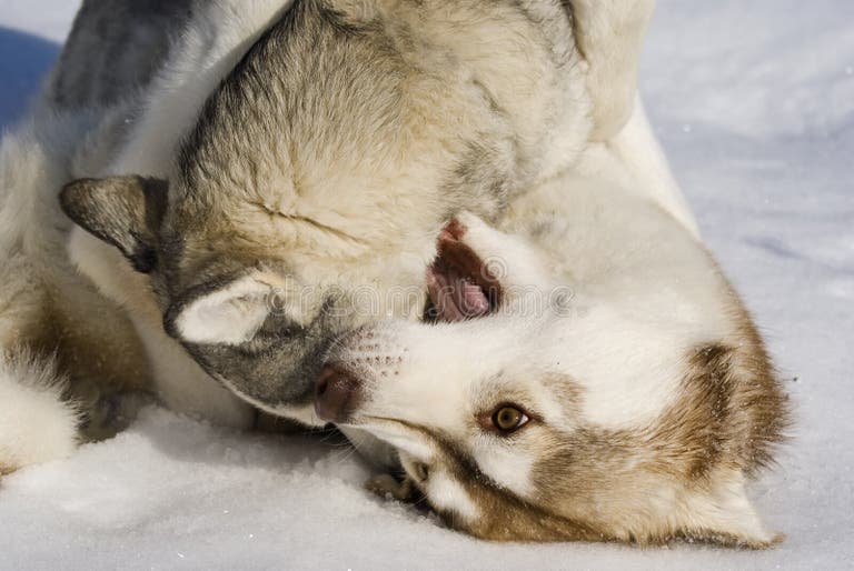 Two Siberian Husky Play among Themselves Stock Photo - Image of alaskan ...