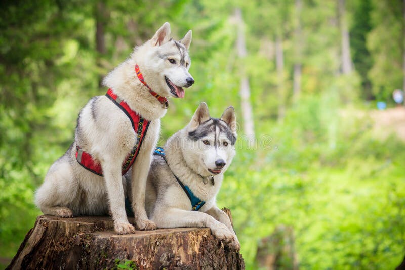 Two siberian husky posing stock photo. Image of doggy - 177344936