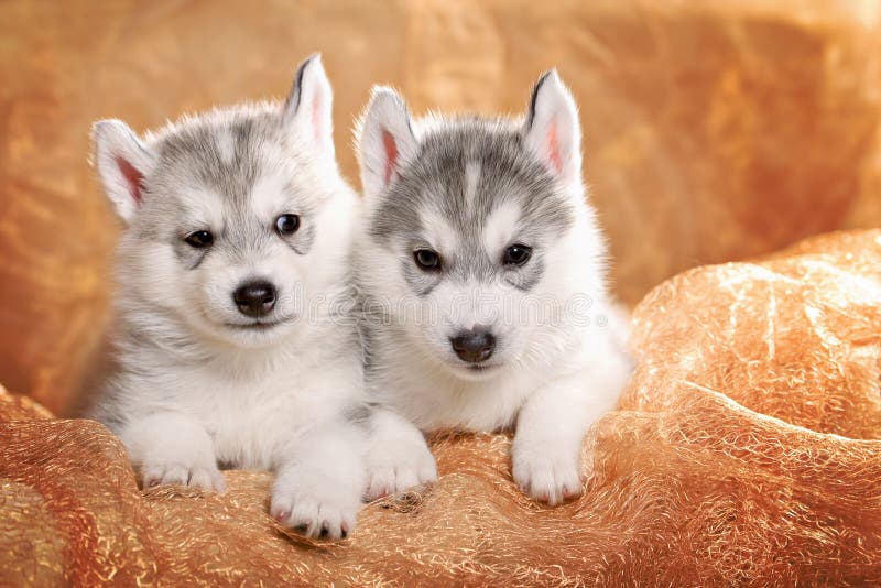 Two Siberian Husky Puppies stock photo. Image of canis - 30363632