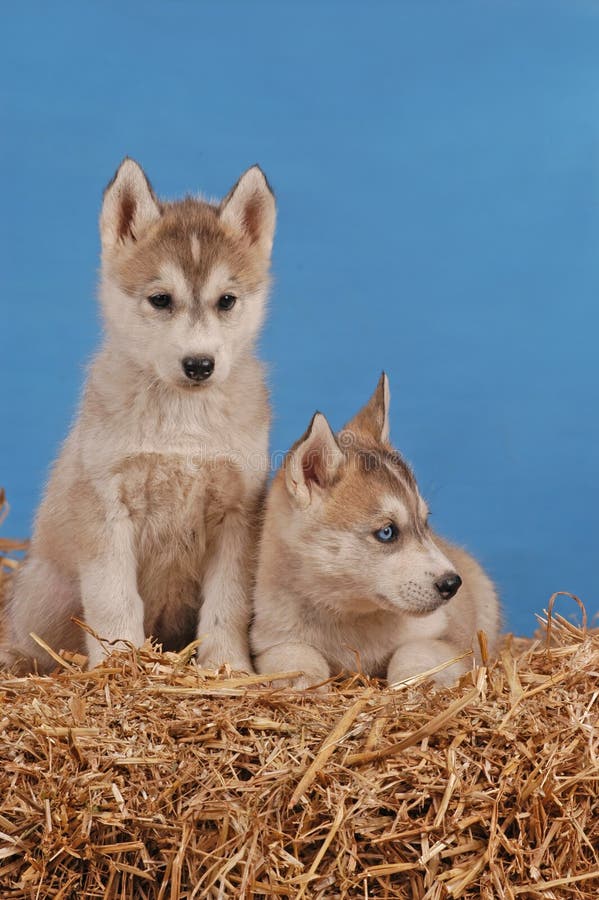Two siberian husky puppies stock image. Image of animal - 95287391