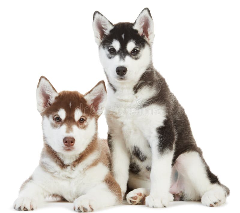 Two Siberian Husky Puppy Isolated Stock Image - Image of eyes, pedigree ...