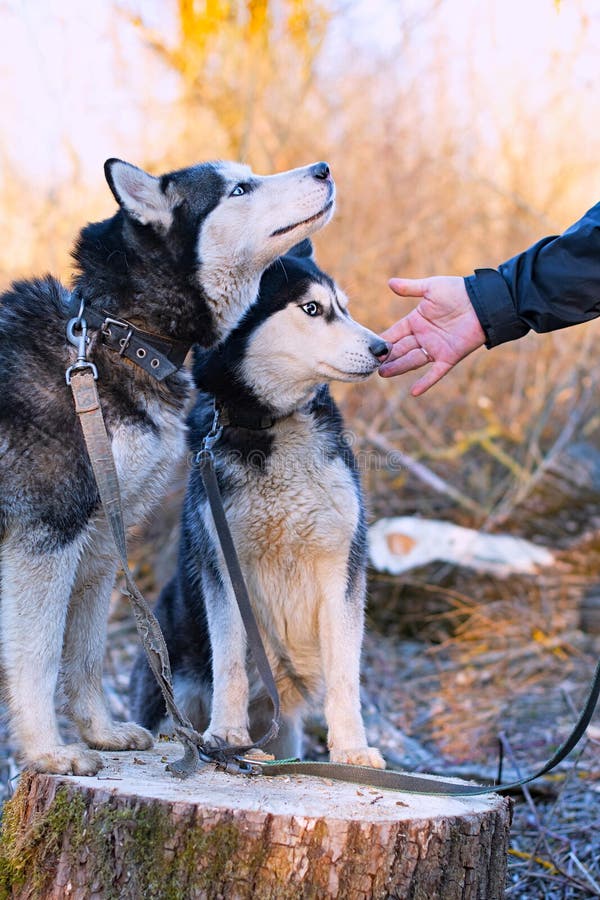 Two siberian husky stock photo. Image of nature, friendship - 182221444