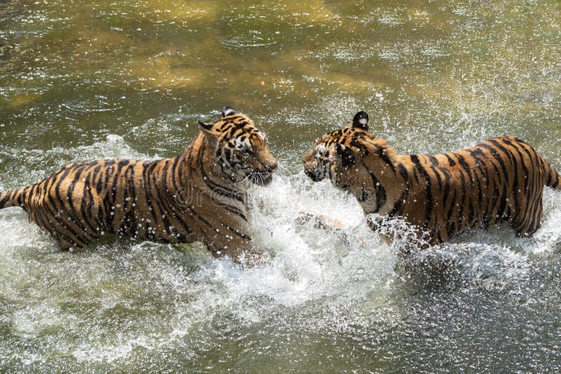 Two Siberian Tigers in Fight with Each Other Stock Photo - Image of ...
