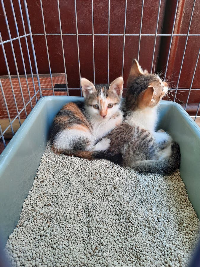 Two of Siblings Cat Were Sleepy Stock Photo - Image of siblings, sleepy ...