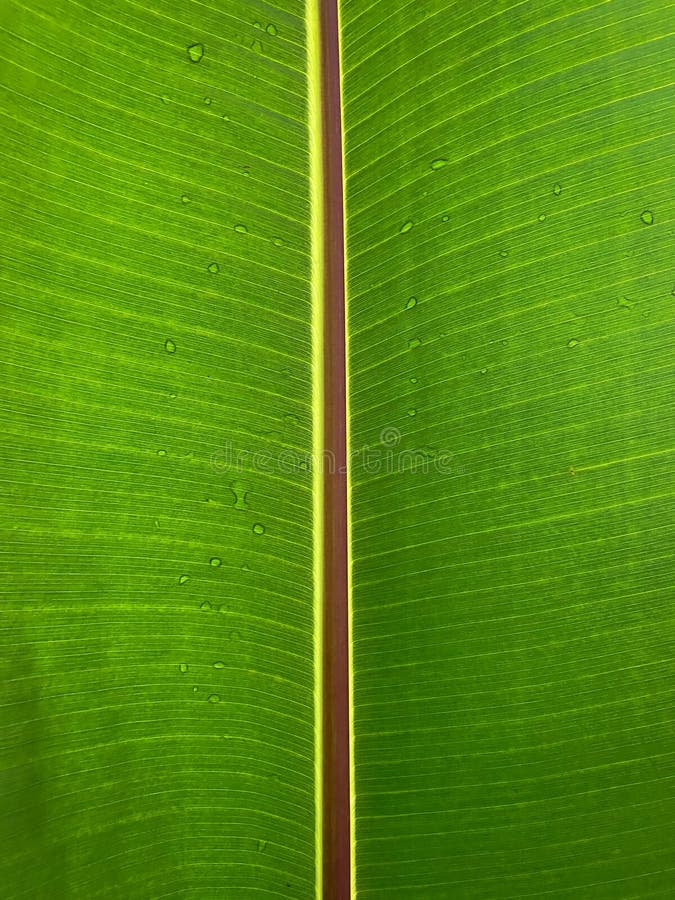 Two side stock image. Image of line, side, leaf, nature - 236079991