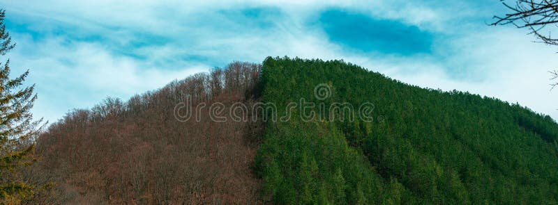 A Two Side Forest, One Side Green, One Side Brown Stock Photo - Image ...