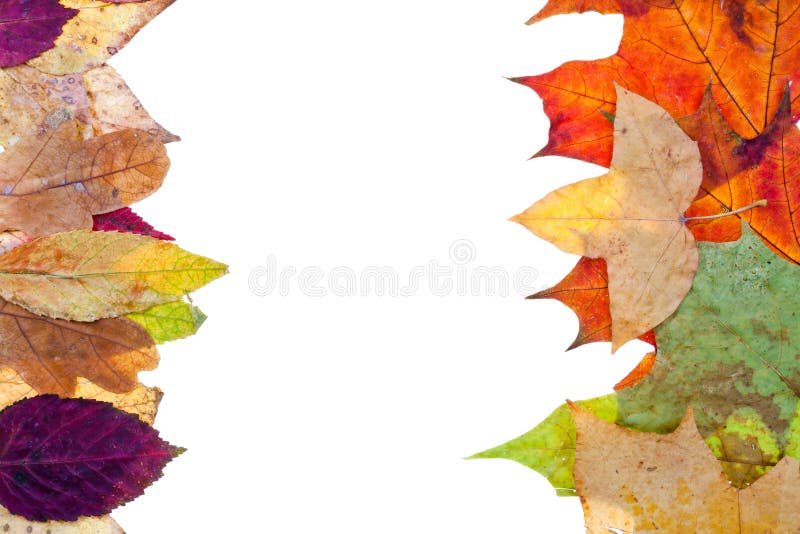 Two Side Natural Frame from Autumn Leaves Stock Image - Image of litter ...
