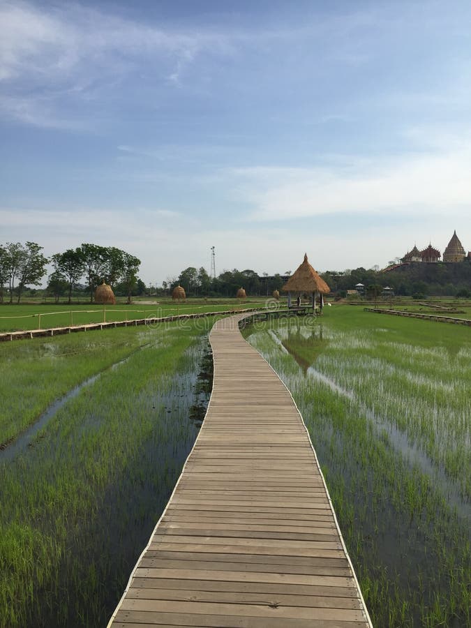 Two side rice field stock image. Image of nature, path - 154883443