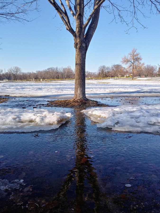 Two Sided Tree Stock Photos - Free & Royalty-Free Stock Photos from ...