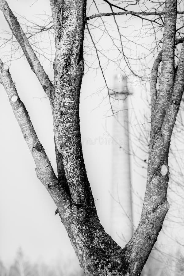 Two-sided Tree Trunk with a Chimney Silhouette in the Distance Stock ...