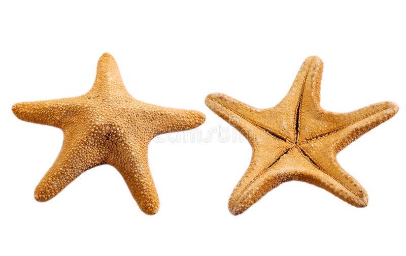 Two sides os starfish stock image. Image of gastropod - 5352745