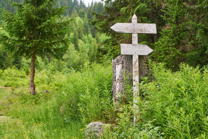 Two Signposts in the Forest Indicate Direction Stock Image - Image of ...