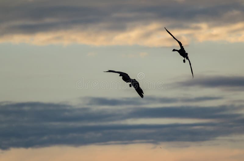Two Silhouetted Geese Flying In The Beautiful Sunset Sky Stock Photo ...