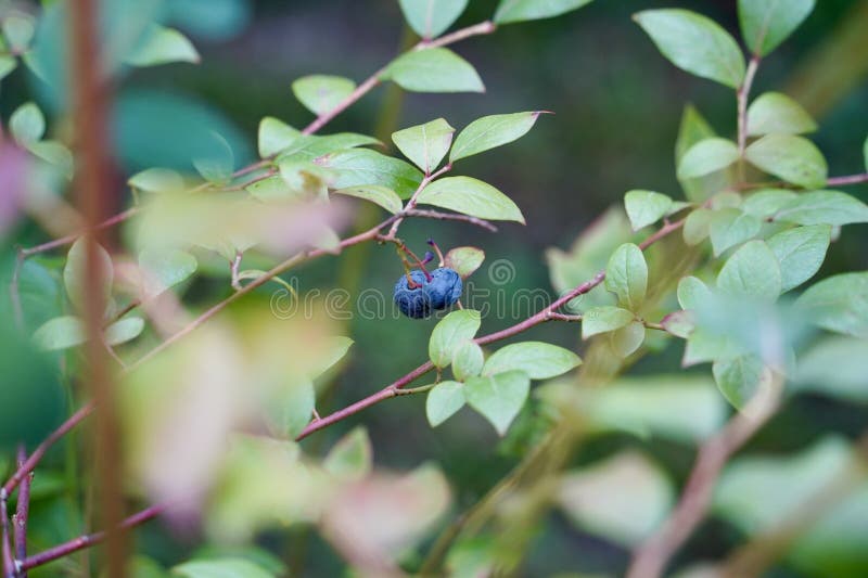 Two Single Ripe Wild Blueberries Hanging Down from a Green Shrub. Stock ...