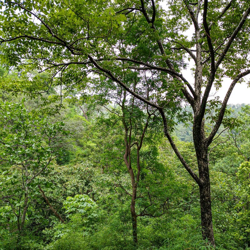 Two Single Trees Can Be Seen among the Forest. Stock Image - Image of ...